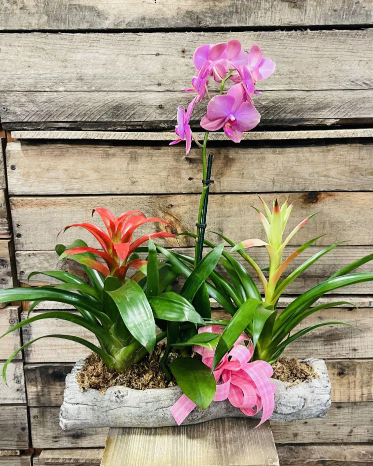 Driftwood Orchid Bromeliad Combo | Port Charlotte (FL) Plant Delivery ...