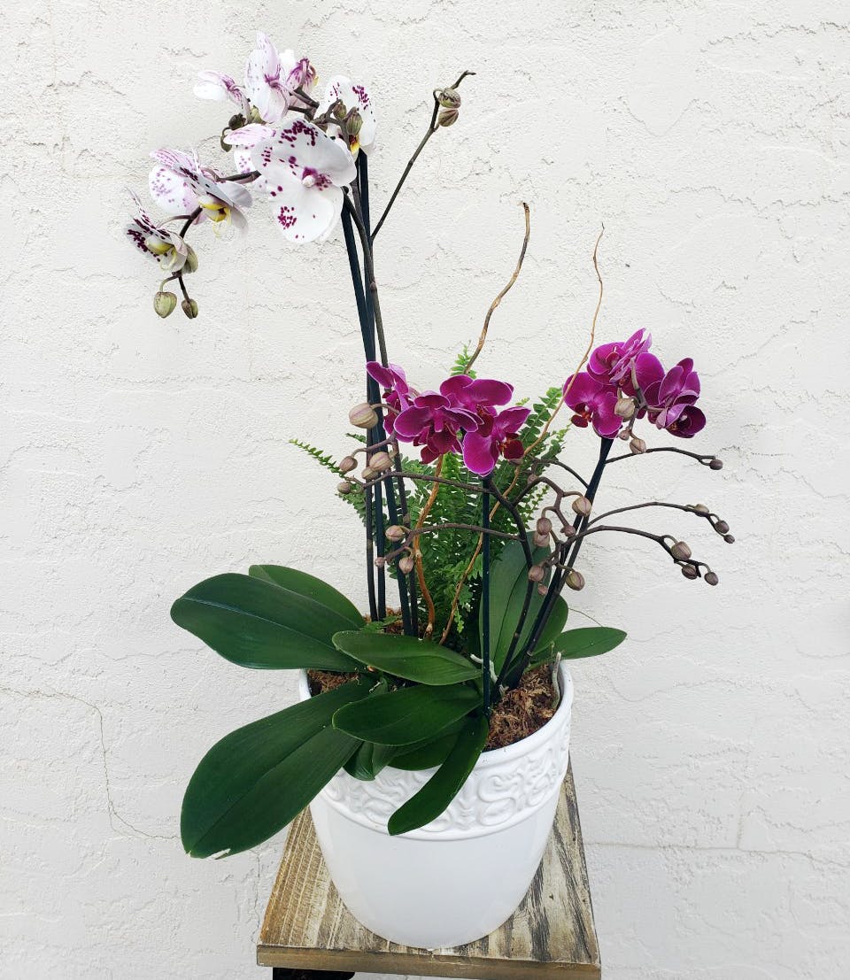 Ceramic Orchid Garden