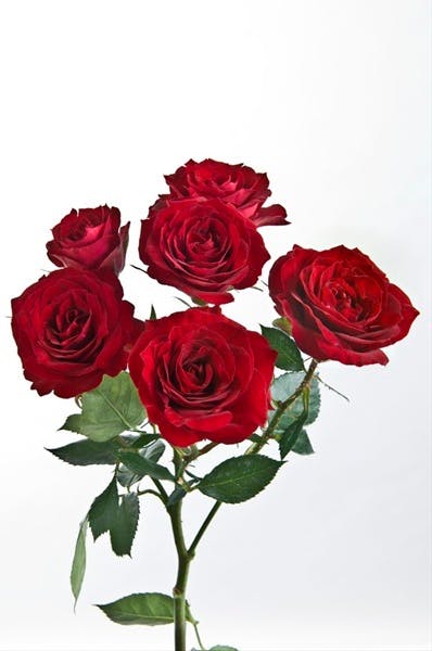 Sweetheart Spray Rose Boutonniere