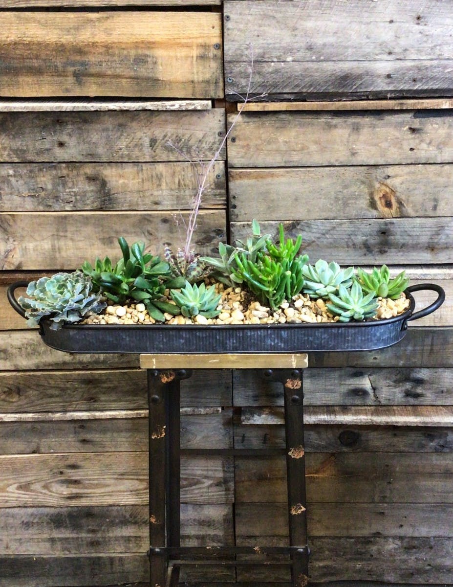Succulent Garden